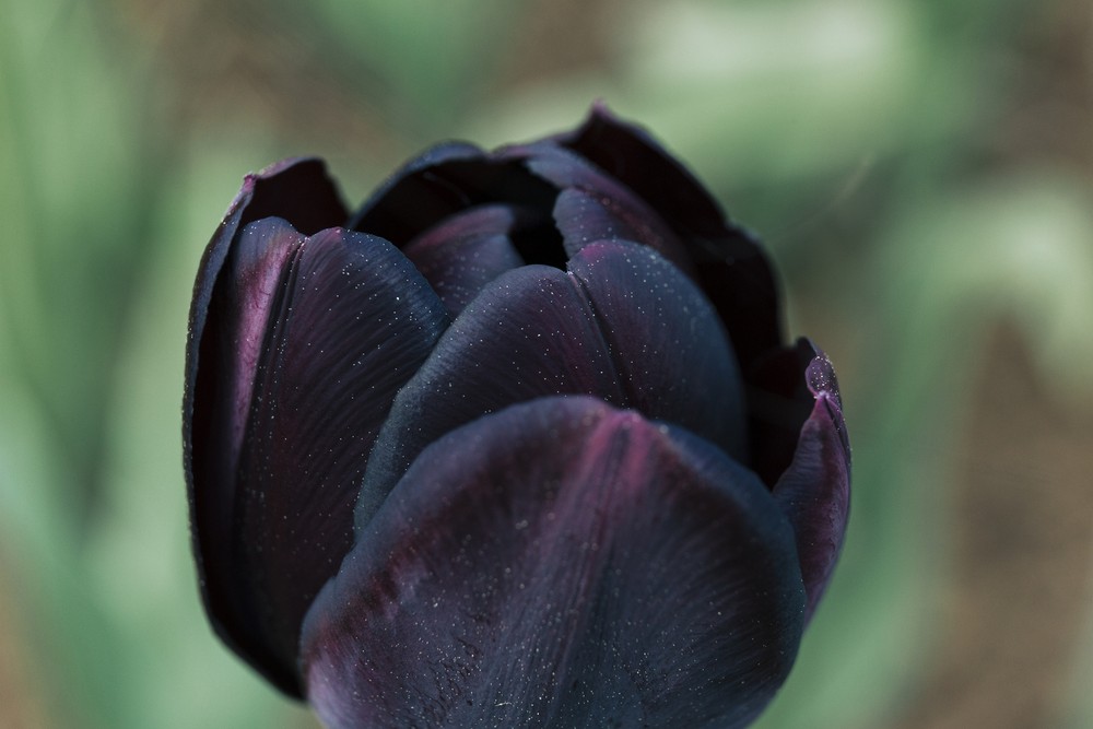 Flor preta espécies para conhecer e se impressionar Paisagismo Casa e Jardim