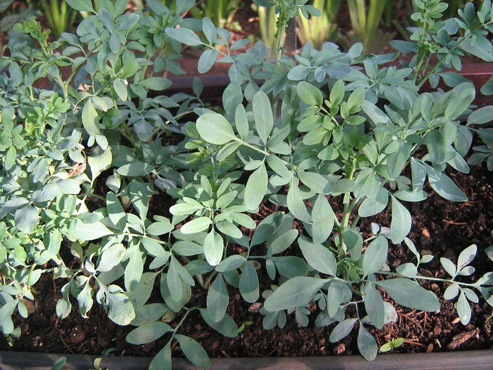 Arruda: como cultivar, usos medicinais e aplicações místicas