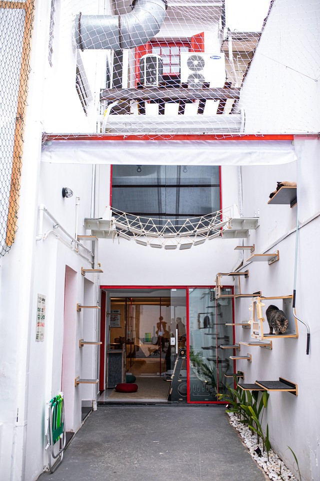 Conheça 7 cafeterias brasileiras com gatos para adotar e relaxar