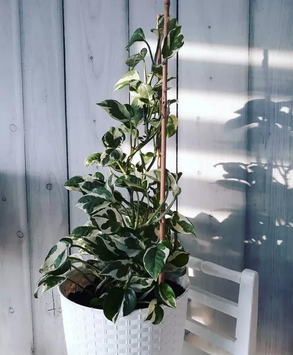 3 motivos para você amar a jiboia (e 1 para odiar)