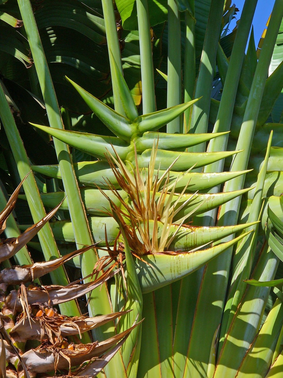 Ravenala: tudo sobre a planta conhecida como árvore-do-viajante