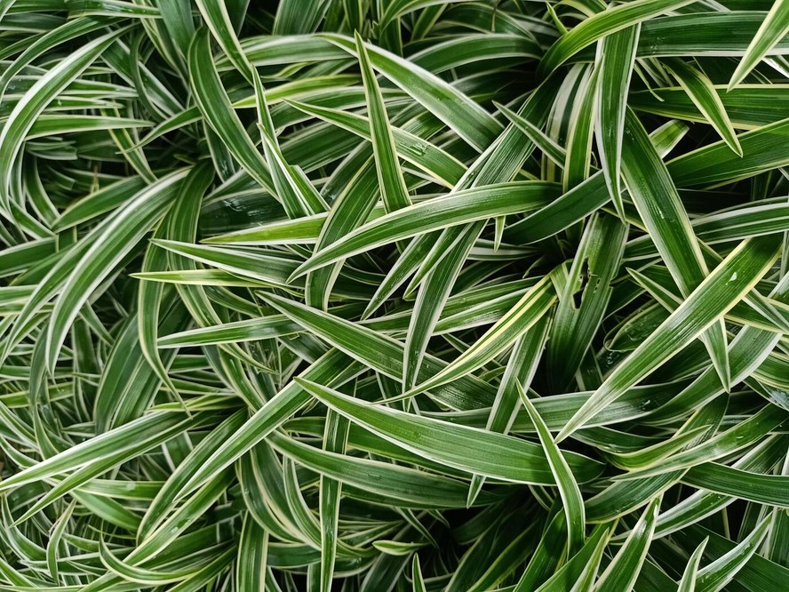 O lírio-verde existe? Conheça as características e curiosidades da planta
