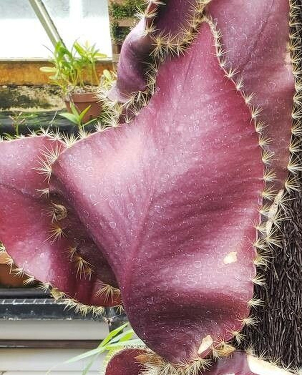 Flor da lua: a espécie perfumada que floresce em noites de lua cheia ...