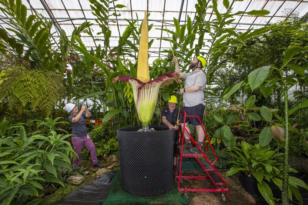 Planta mais fedida do mundo, conhecida como flor-cadáver, desabrocha na ...