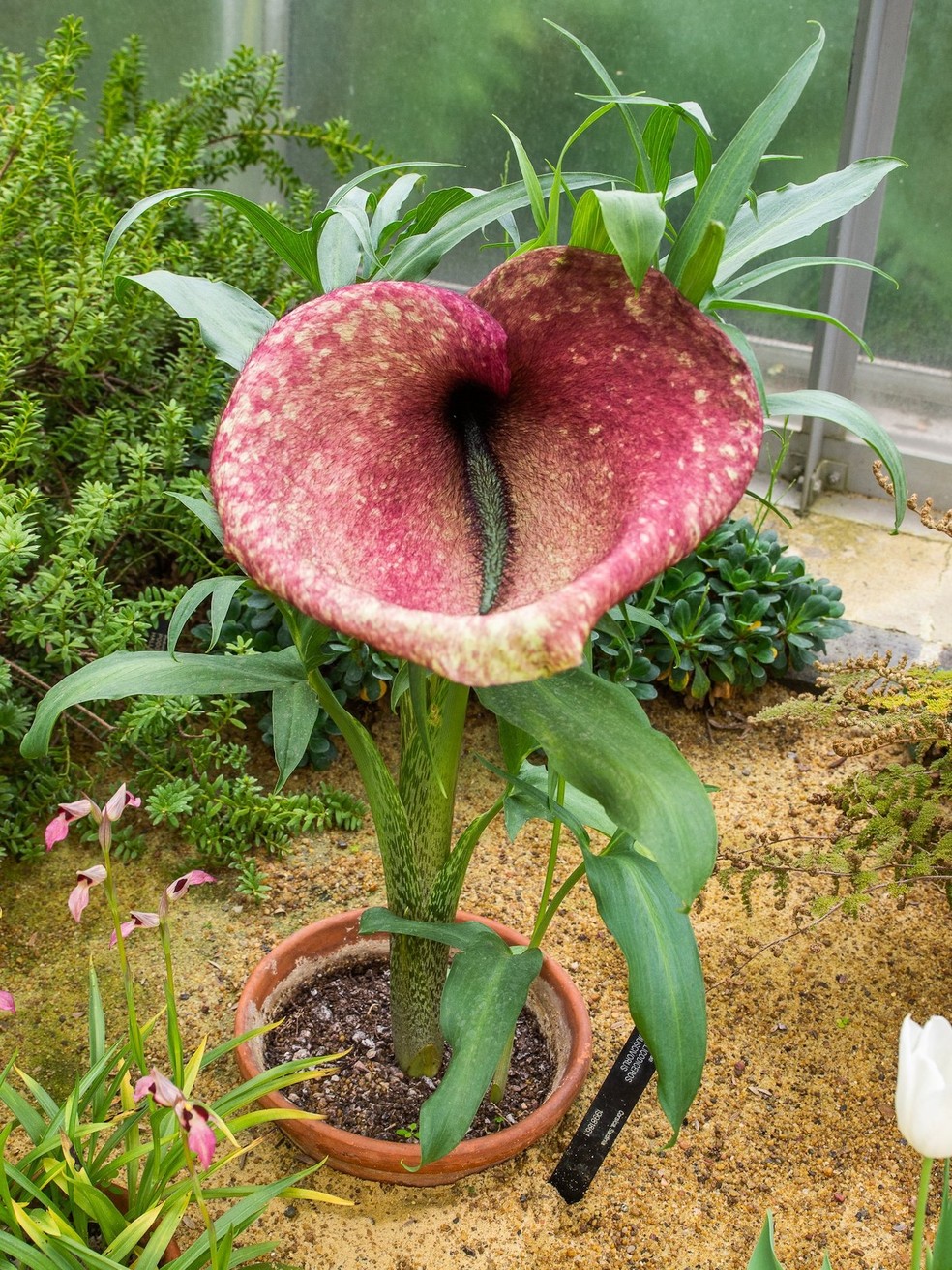 Conheça 10 flores coloridas e fedorentas; uma delas é do Brasil ...
