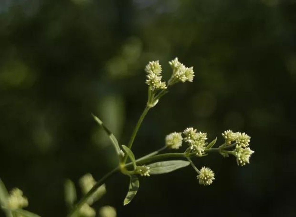 10 flores terapêuticas e seus efeitos para melhorar a saúde