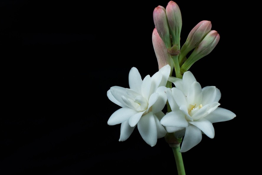 Flor de nardo: conheça a espécie usada na perfumaria de luxo