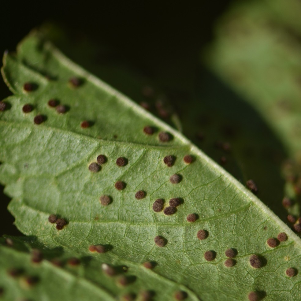 Ferrugem nas plantas: o que é, como evitar e tratar a doença ...