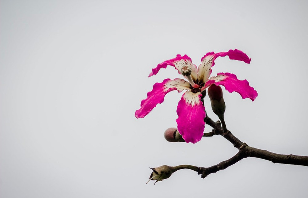 Paineira: tudo sobre a planta que gera um algodão super confortável
