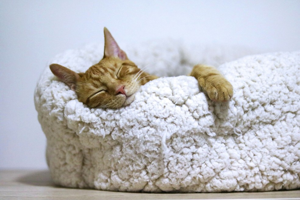 A importância de manter a cama do seu animal de estimação sempre limpa