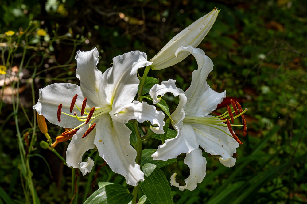 Como cultivar lírio: um guia completo para o gênero Lilium