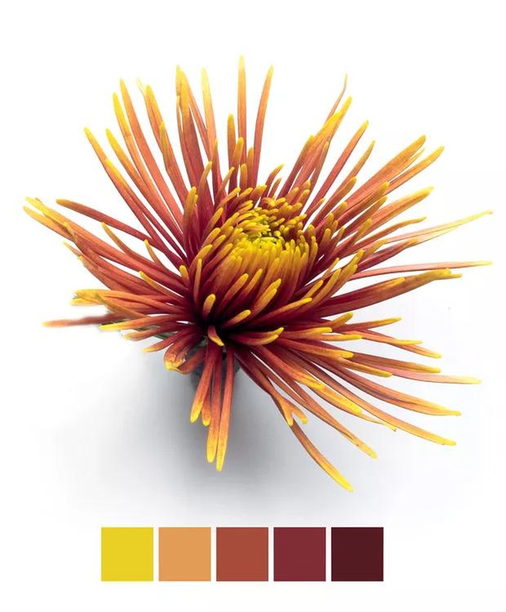 Paleta de flores: inspire-se nas cores da natureza para a decoração