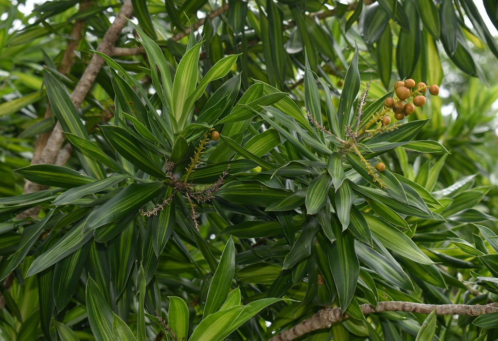 Pleomele verde (Dracaena reflexa): como cuidar e mais dicas de cultivo