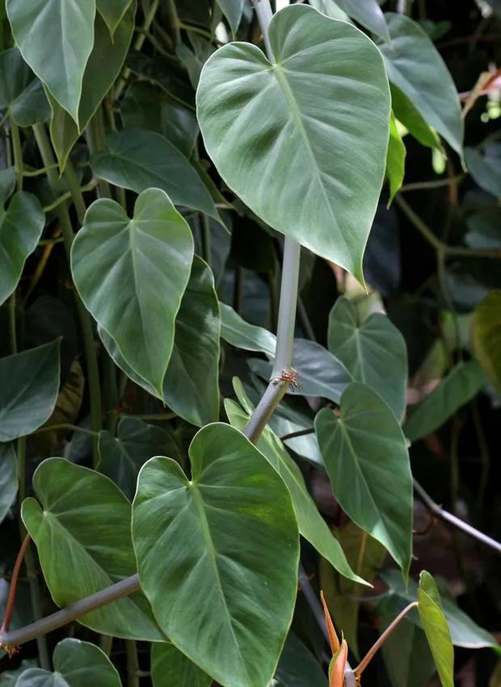 Filodendro: conheça o gênero fácil de cuidar e com mais de 400 espécies