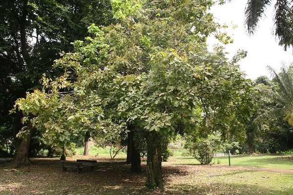 Sapindus saponaria: a planta que 'produz sabão' e traz sombra ao jardim