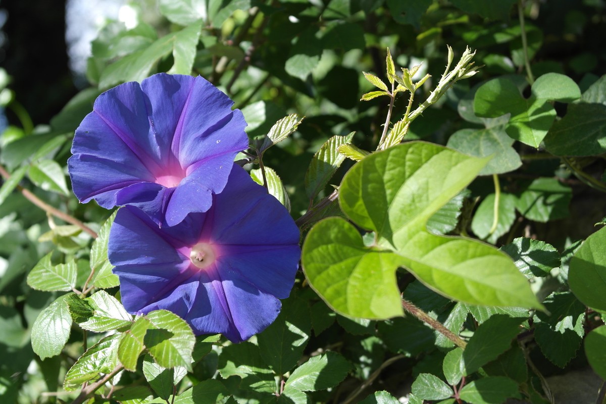 Corda-de-viola: conheça a trepadeira com flores vistosas