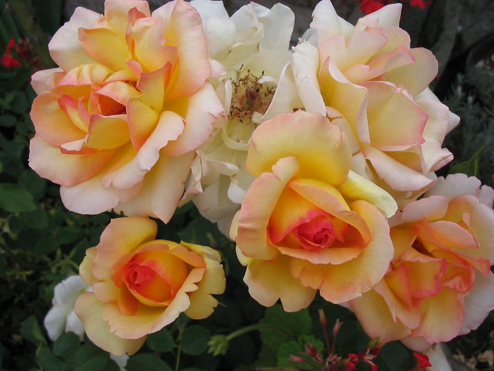 Roseira: como plantar em casa e cuidar das rosas