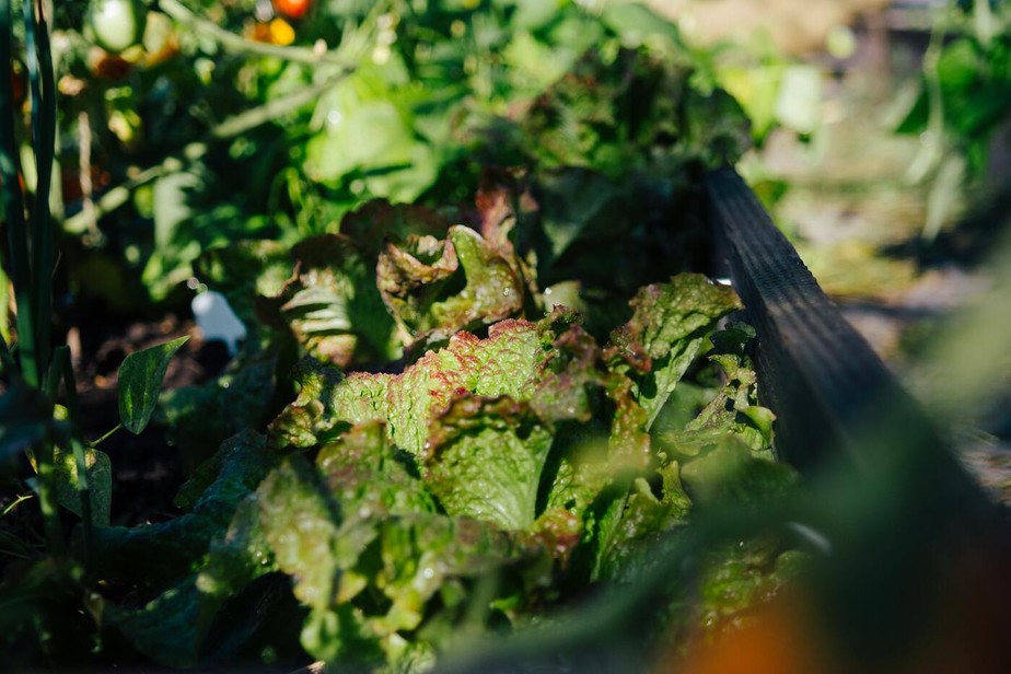 PANCs: 8 receitas com plantas excêntricas para provar sem medo ...