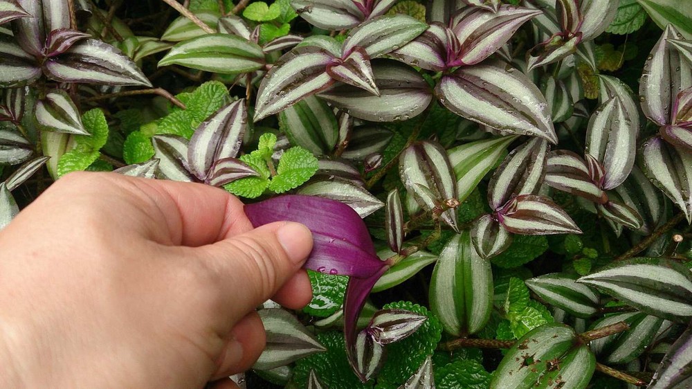 40 plantas roxas para conferir cor e contraste ao jardim
