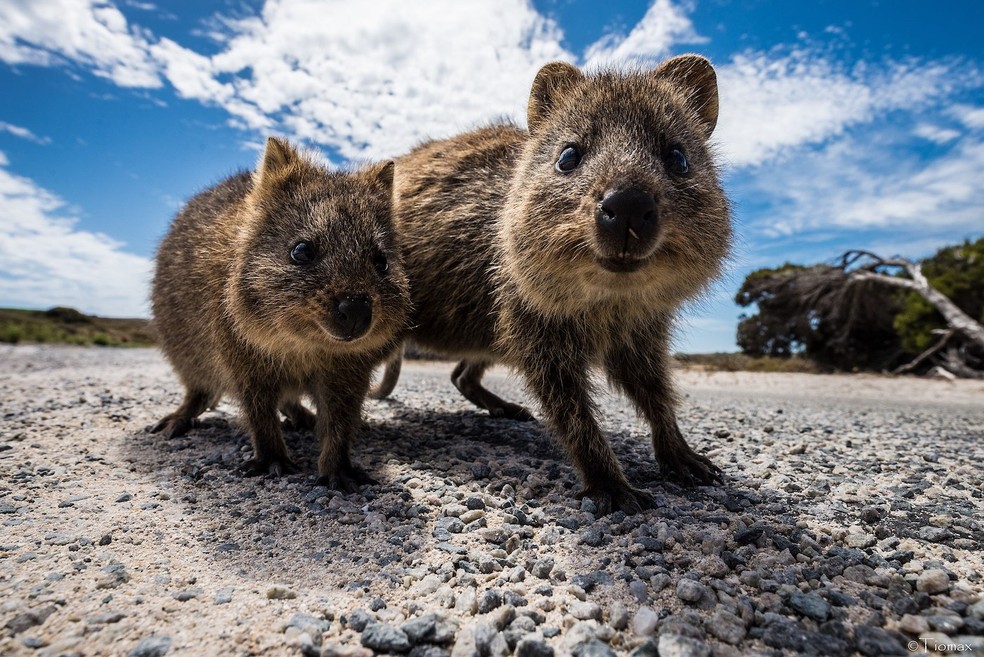 Quokka, o 'animal mais feliz do mundo', que parece estar sempre sorrindo