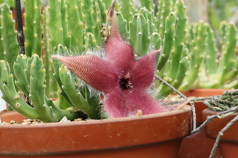 Flor De Cacto Roxo