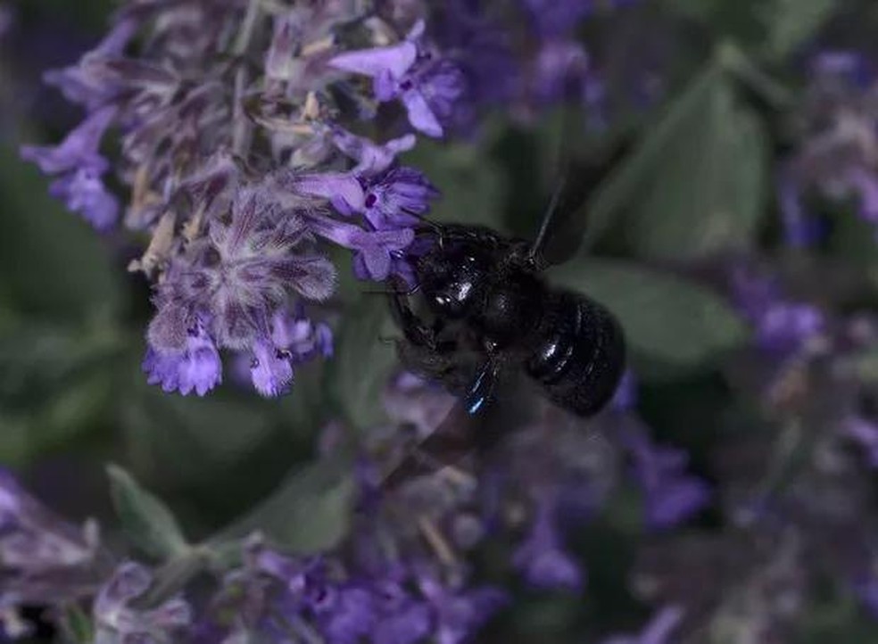 12 espécies de flores para atrair abelhas