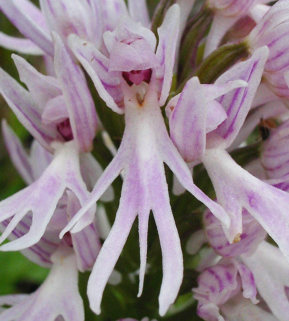 Orquídea com formato de um homem nu chama a atenção dos amantes de plantas