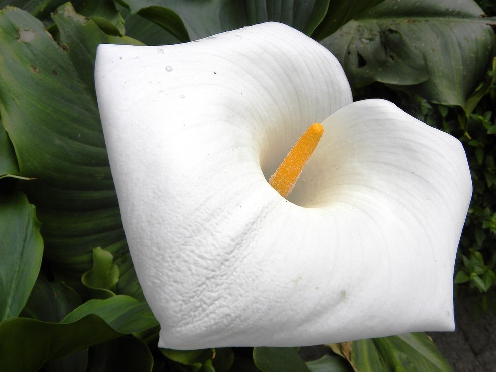 Copo-de-leite: como cultivar a bela e delicada flor associada à pureza