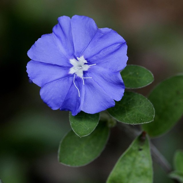 Azulzinha: como cultivar a forração com delicadas flores azuis