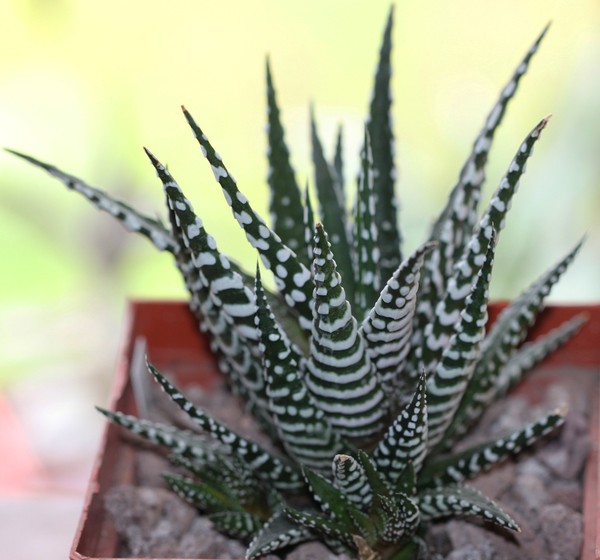 Suculenta zebra: como cuidar da espécie com estampa exótica