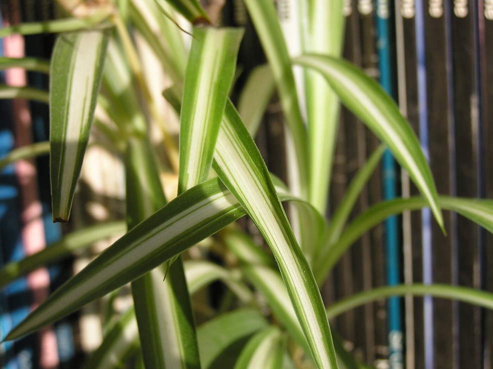 O lírio-verde existe? Conheça as características e curiosidades da planta