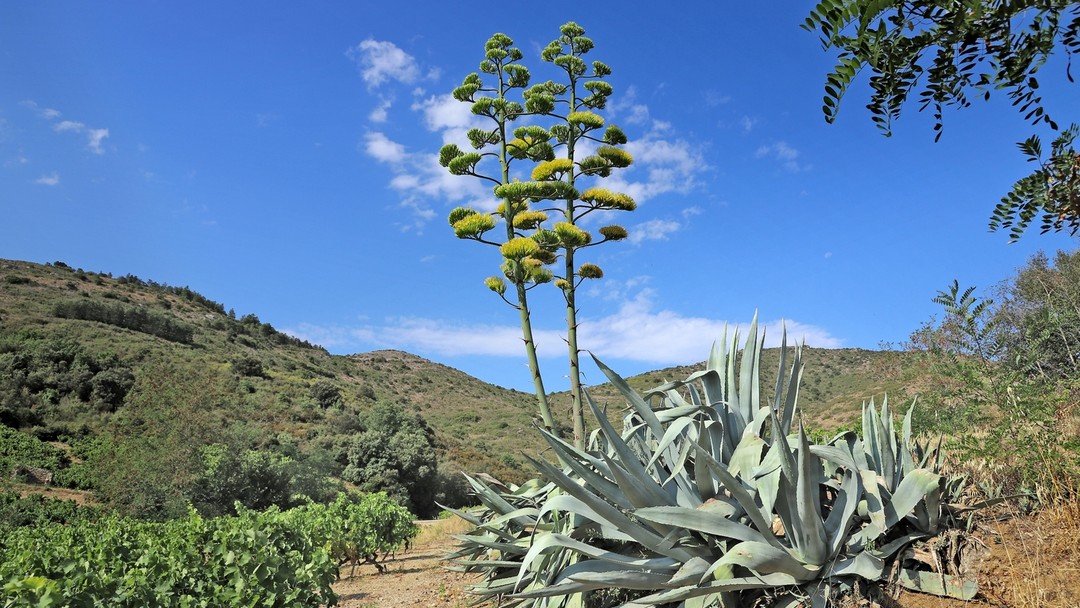 Brilhantina: tudo sobre a planta comestível que cresce em calçadas e ...