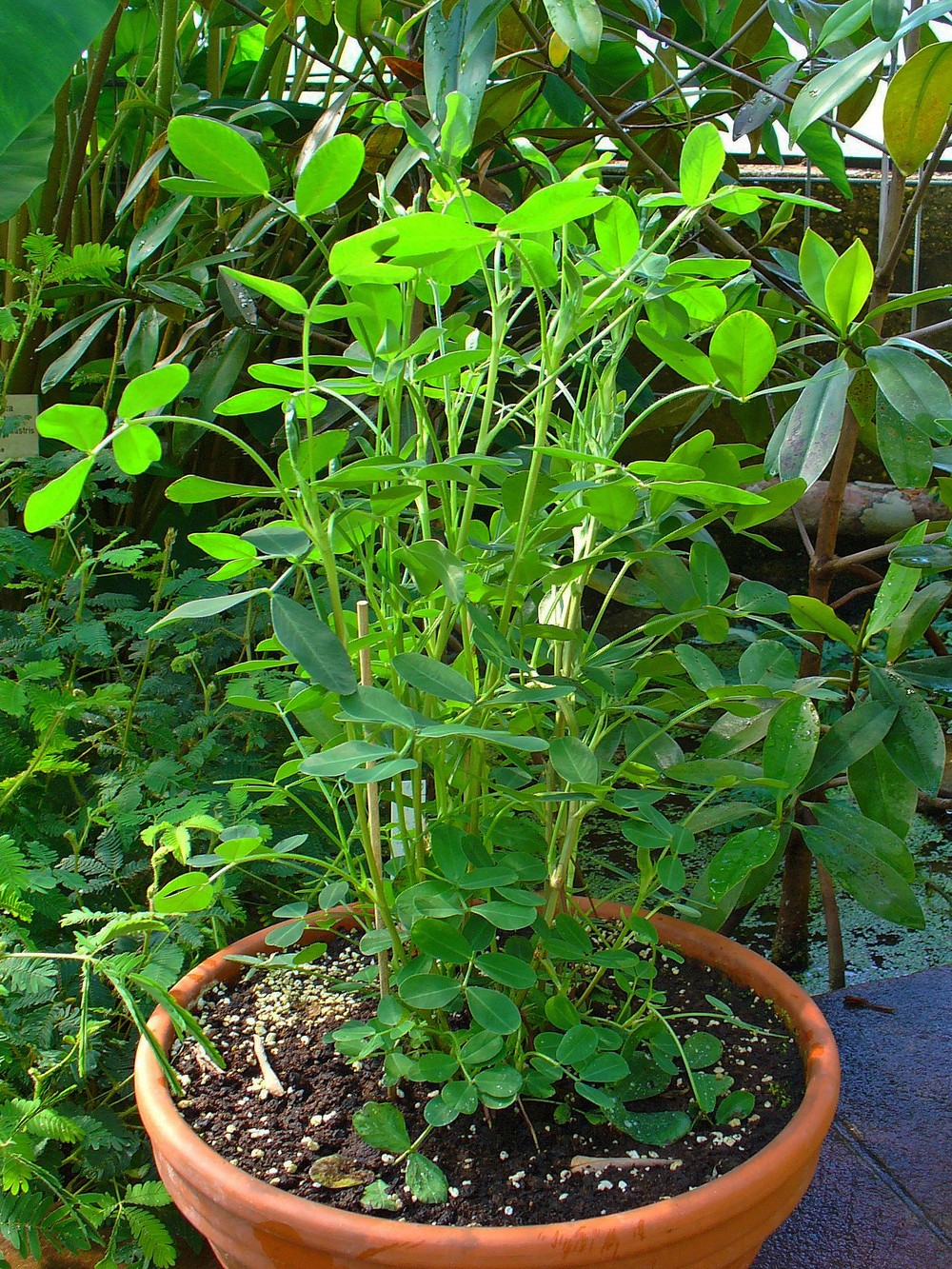 Como plantar amendoim em casa