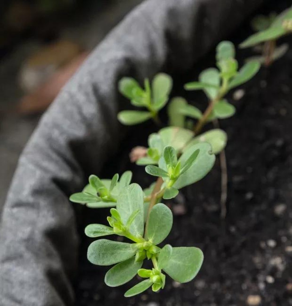 Saiba mais sobre as PANC, Plantas Alimentícias Não Convencionais