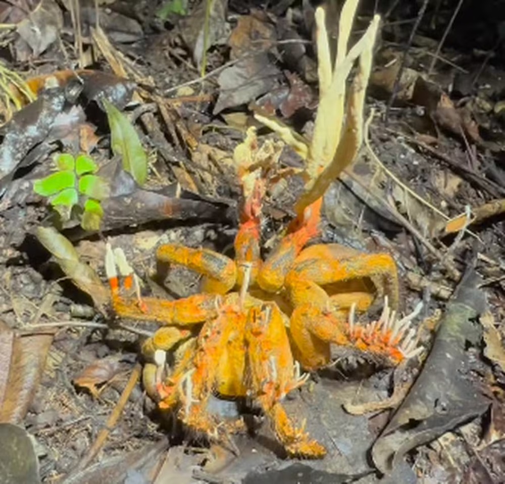 O fungo de “The Last of Us” realmente existe? Entenda e desvende mitos ...