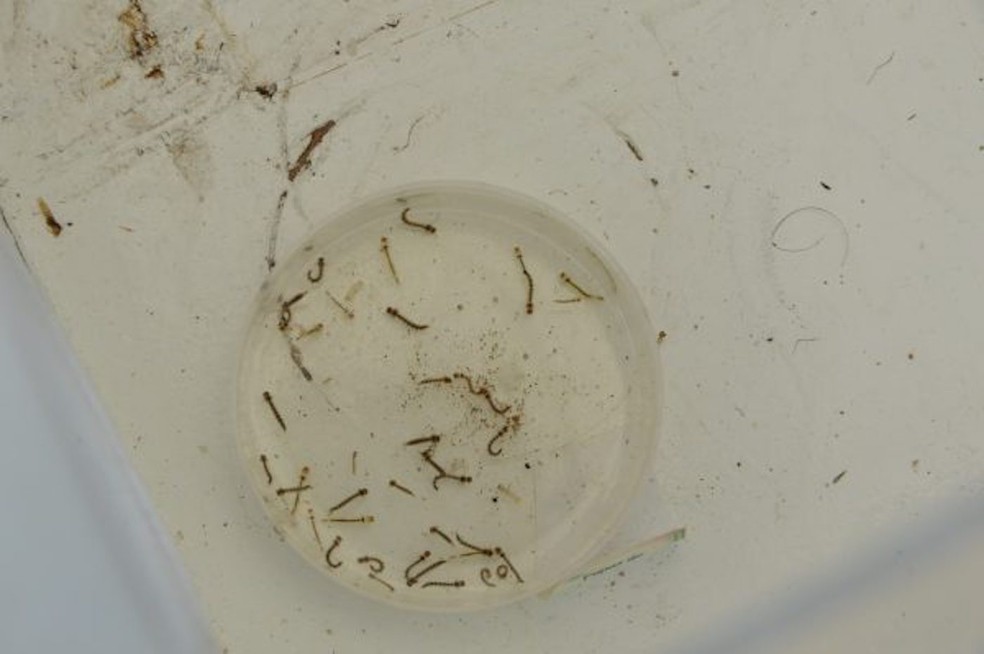 Dengue: tudo sobre prevenção e cuidados com o Aedes aegypti em casa