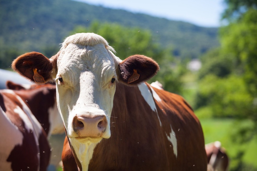 Comida halal: conheça os alimentos permitidos pela Lei Islâmica