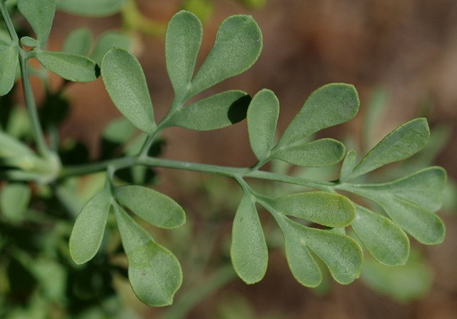 Arruda: como cultivar, usos medicinais e aplicações místicas ...