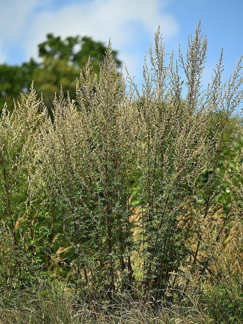Planta artemísia: tudo sobre a 'erva das mulheres' e como cultivar em casa