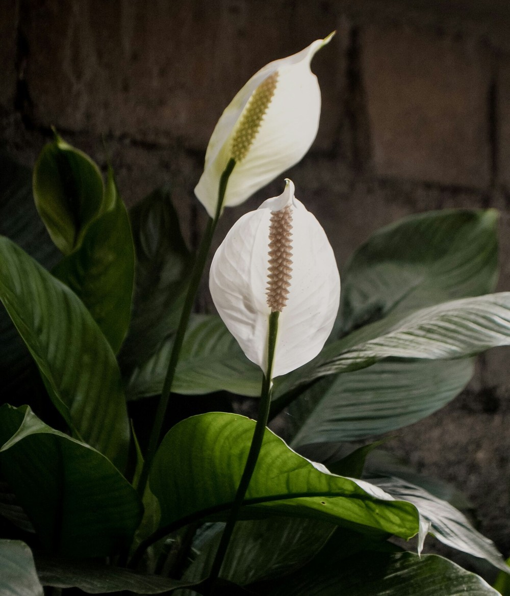 10 flores cheirosas para deixar a casa e o jardim perfumados ...