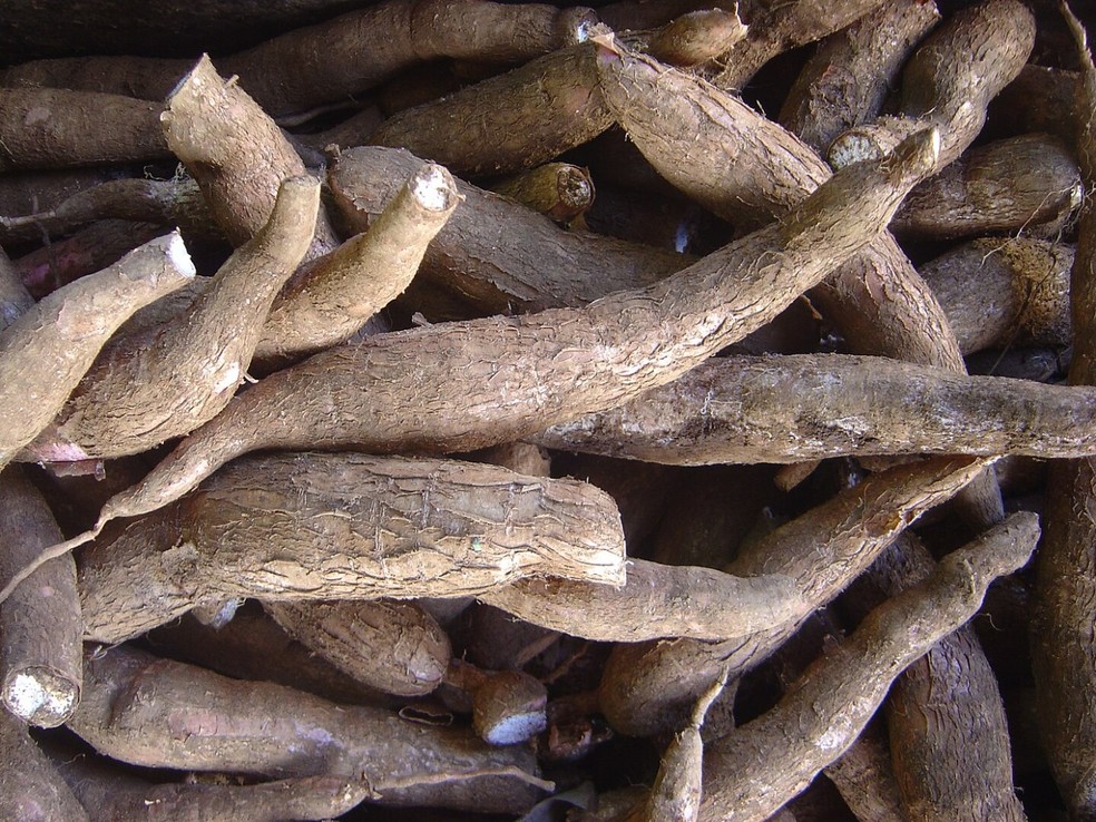 Como plantar mandioca? Veja o passo a passo e conheça mais sobre a raiz