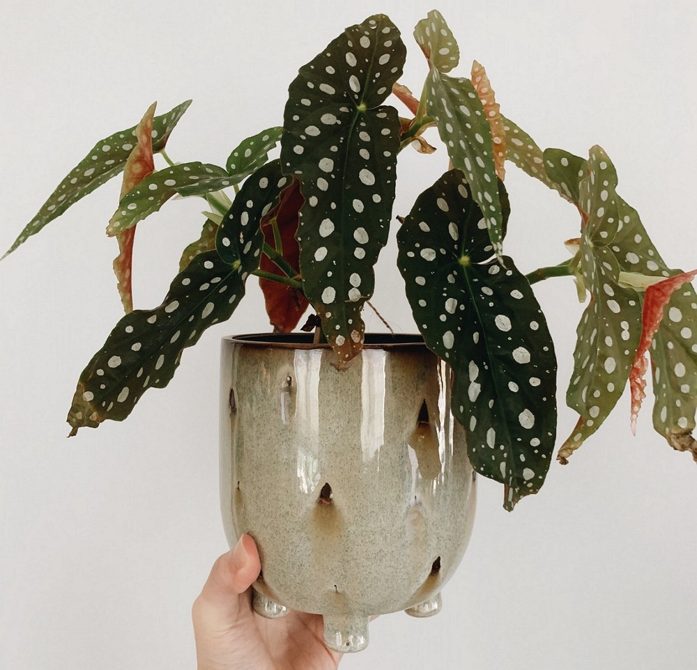 Begônia maculata: como cultivar e usar a planta 'estampada' na decoração