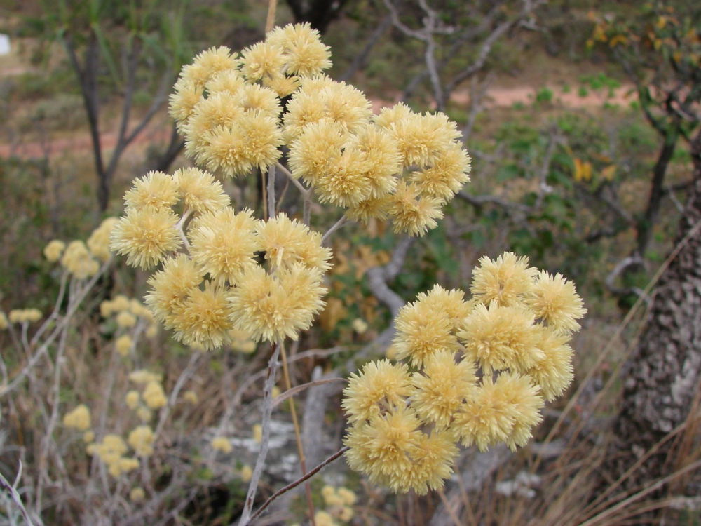 Chá de macela melhora o sono e combate a indigestão; saiba fazer
