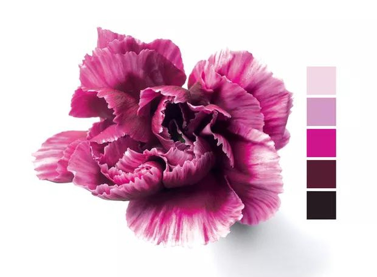 Paleta de flores: inspire-se nas cores da natureza para a decoração ...