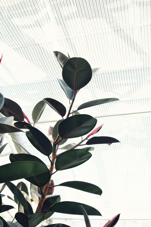Ficus elastica: dicas para cuidar e cultivar a planta em casa