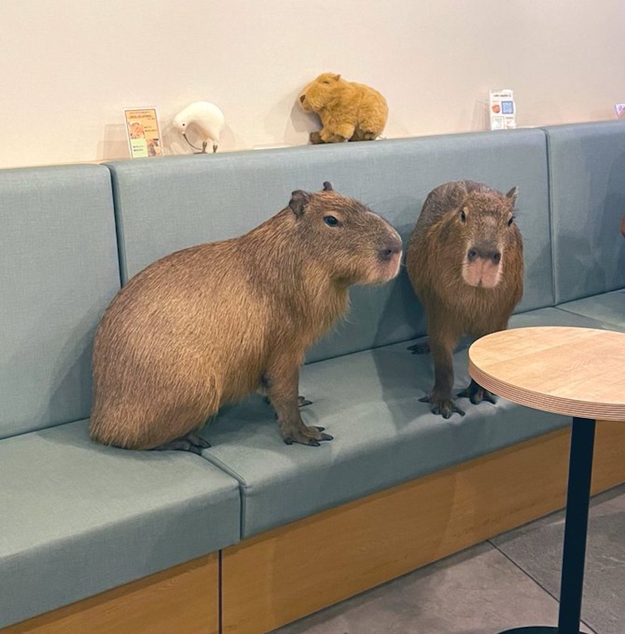 Capyba: cafeteria com capivaras soltas é uma das atrações mais ...