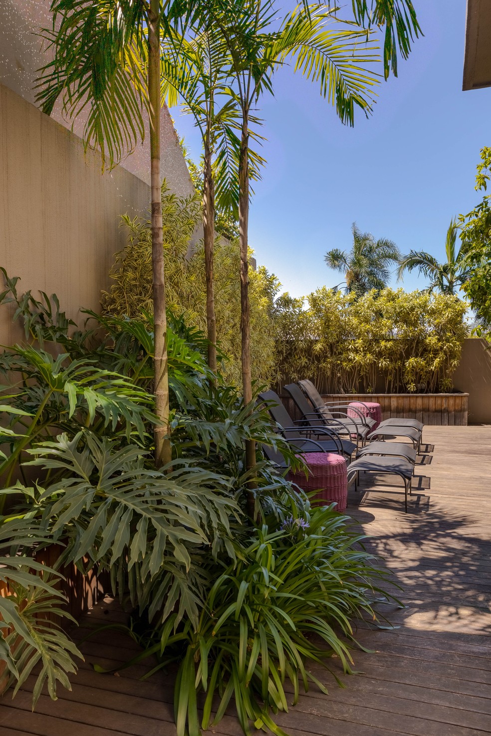 Como cuidar da planta guaimbê (Philodendron bipinnatifidum)