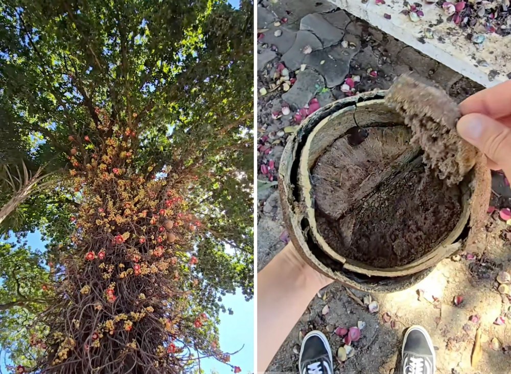 Árvore amazônica com flor cheirosa e fruto fedorento faz sucesso em ...