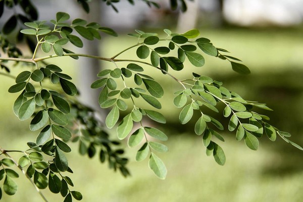 Moringa: conheça os benefícios da planta e como cultivá-la em casa