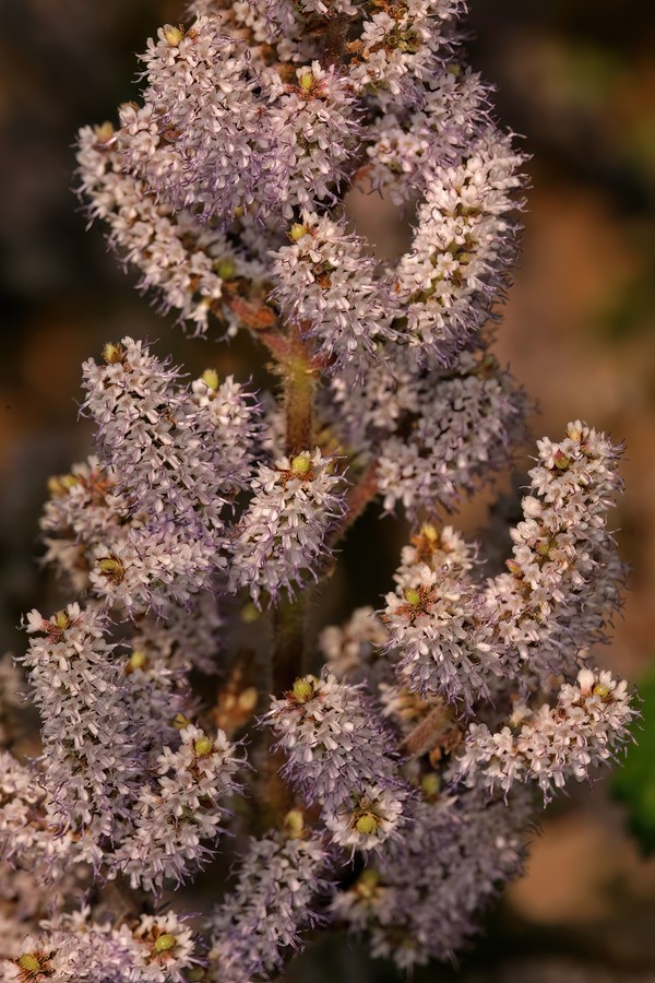 10 flores cheirosas para deixar a casa e o jardim perfumados ...